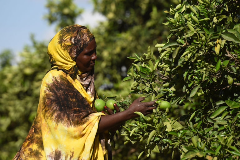 Going back to Somalia? Now there is help. – Rumours about Germany